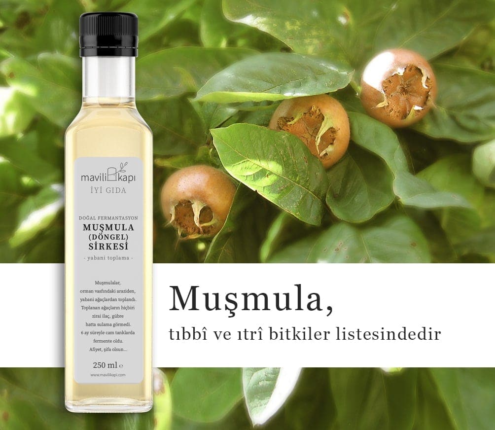 Tıbbî bir bitki: Muşmula – Mavili Kapı